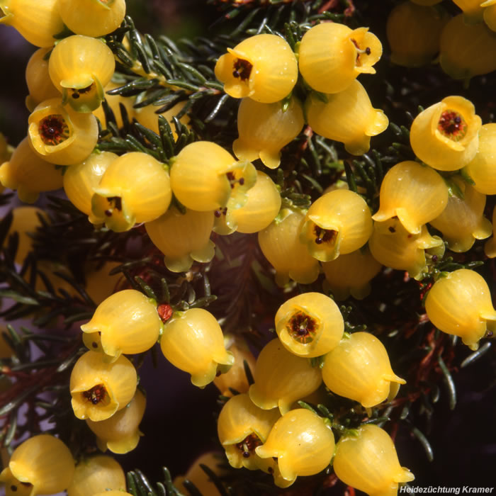 Heidezüchtung Kramer - Heidearten