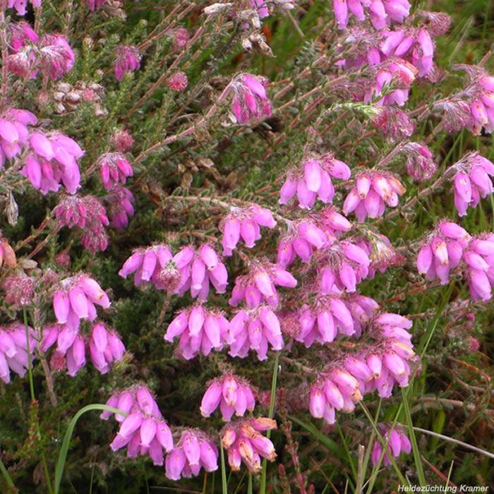 Heidezüchtung Kramer - Heidearten