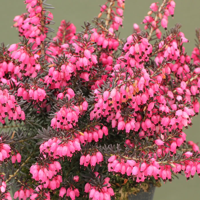 Heidezüchtung Kramer - Heidesorten