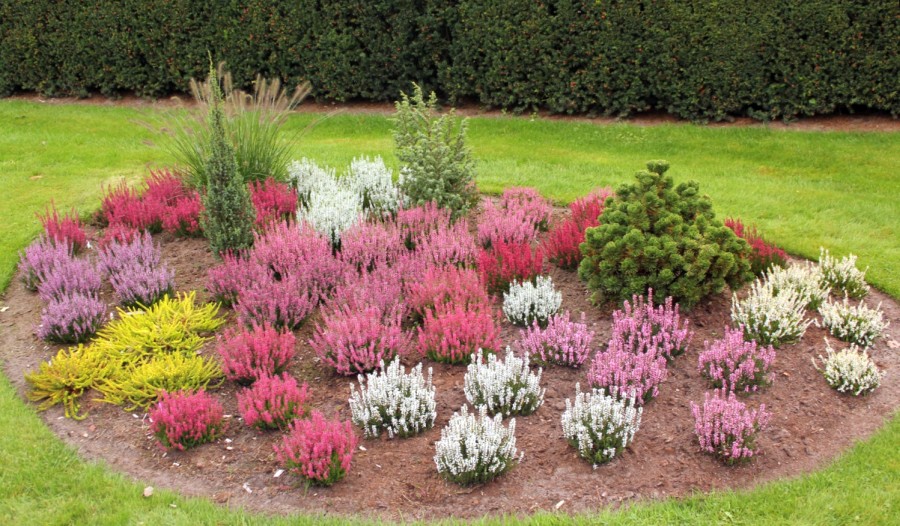 Heidezüchtung Kramer - Verwendung