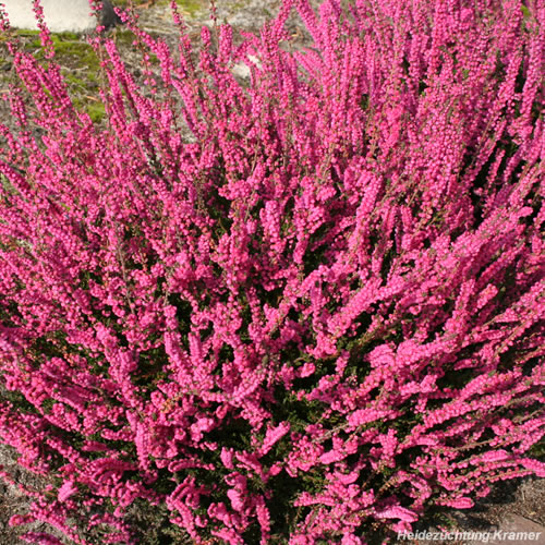 Heidezüchtung Kramer - Heidesorten