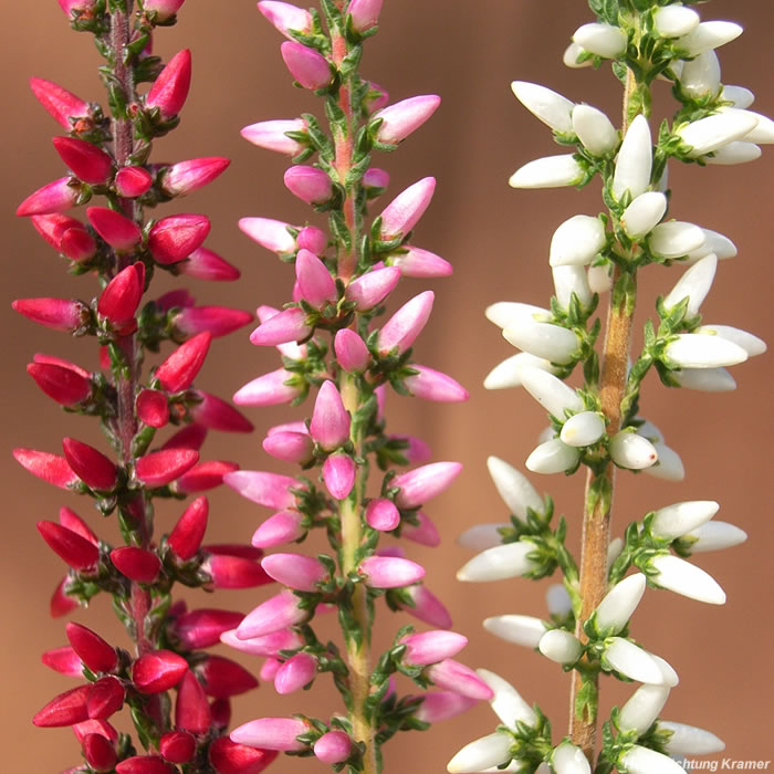 Heidezüchtung Kramer - Heidesorten