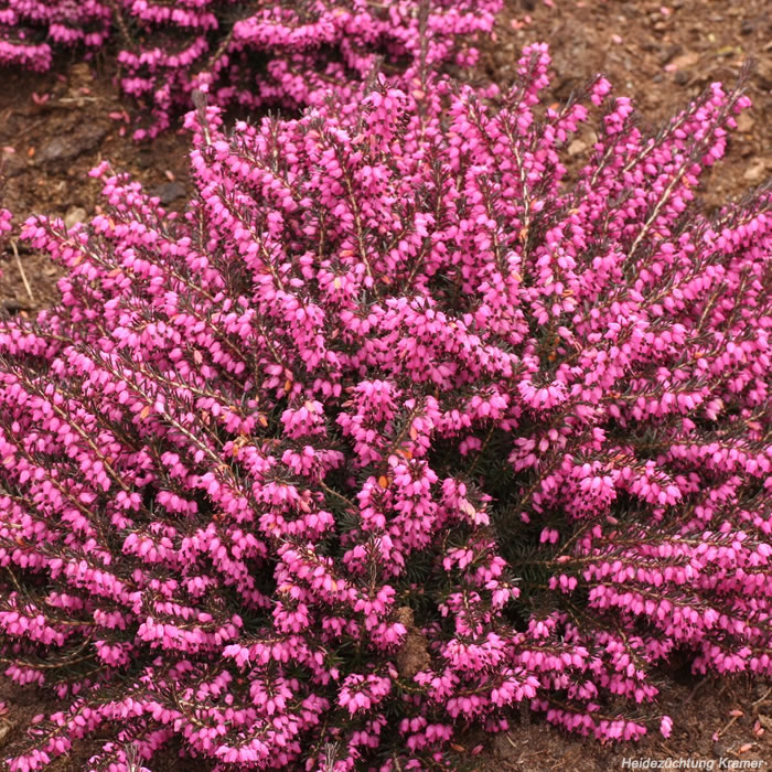 Heidezüchtung Kramer - Heidesorten