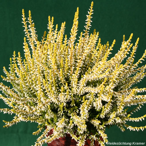 Heidezüchtung Kramer - Heidesorten