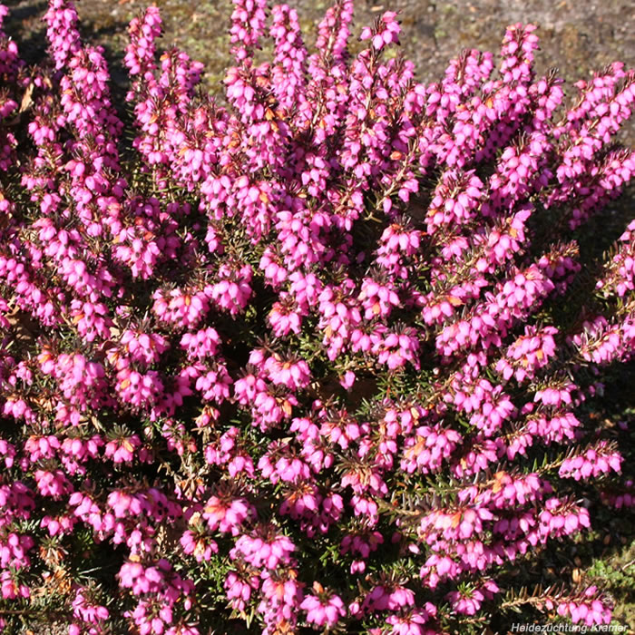 Heidezüchtung Kramer - Heidesorten